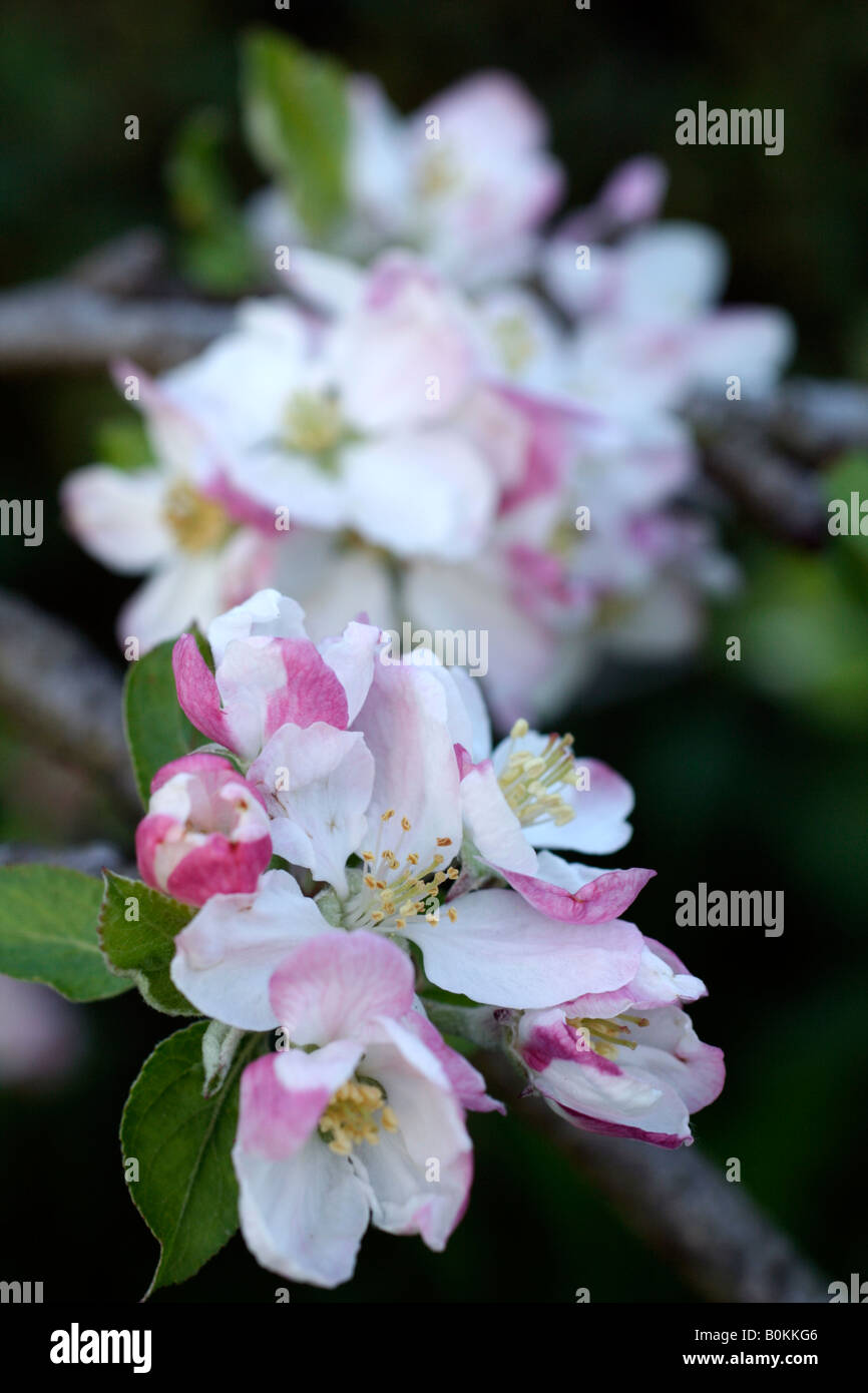 Apple ‘ashmead’s kernel’ hi-res stock photography and images - Alamy