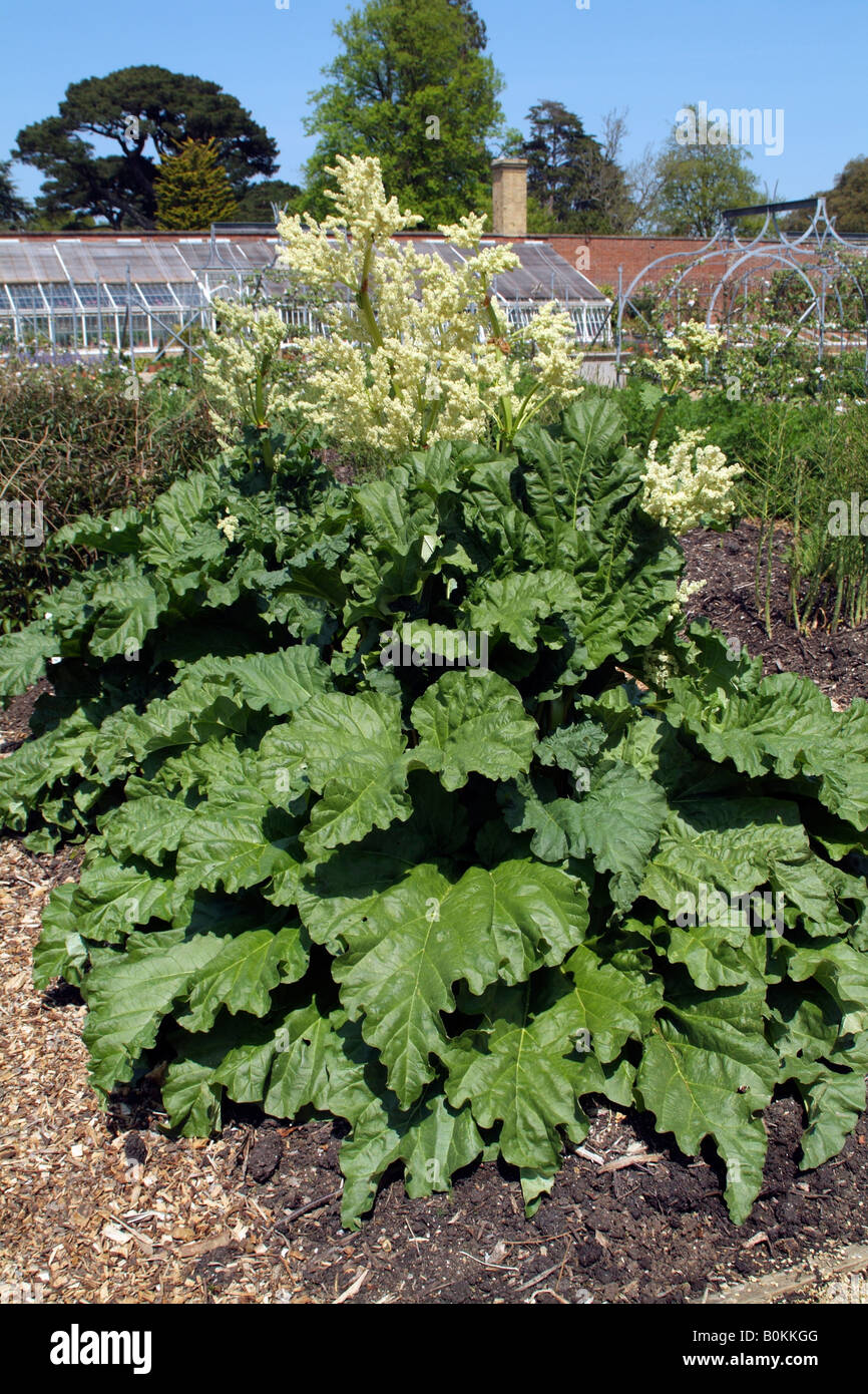 English Rhubarb which has gone to seed Walled vegetable garden England ...