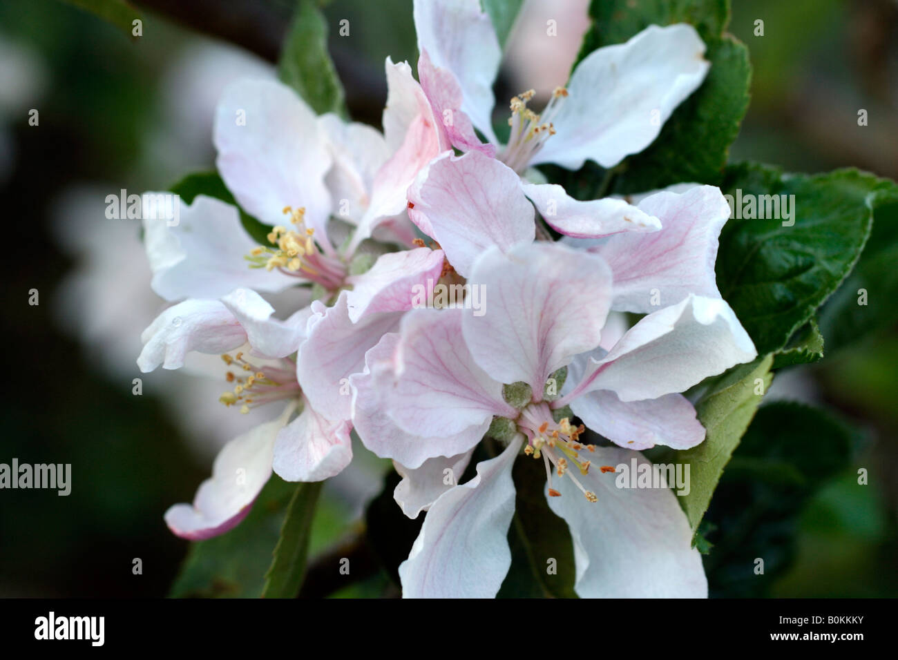 MALUS DOMESTICA CHIVERS DELIGHT BLOSSOM Stock Photo - Alamy