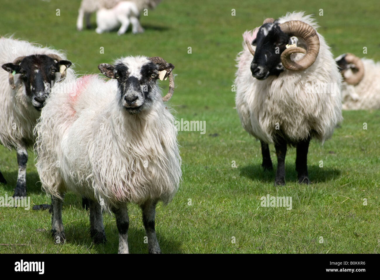 ireland - sheeps Stock Photo - Alamy