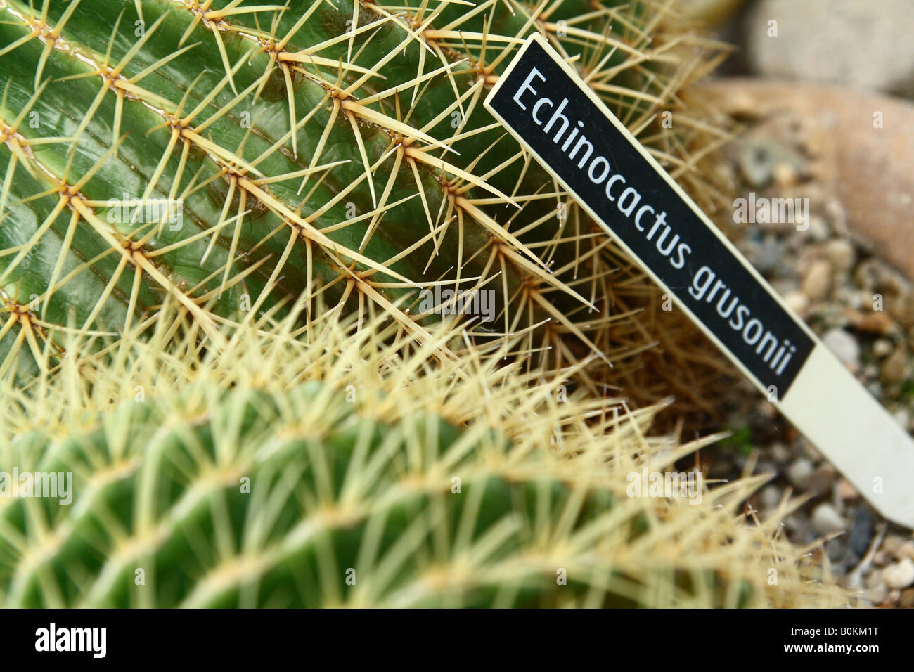 Golden Barrel Cactus with a latin name label, close-up Stock Photo - Alamy