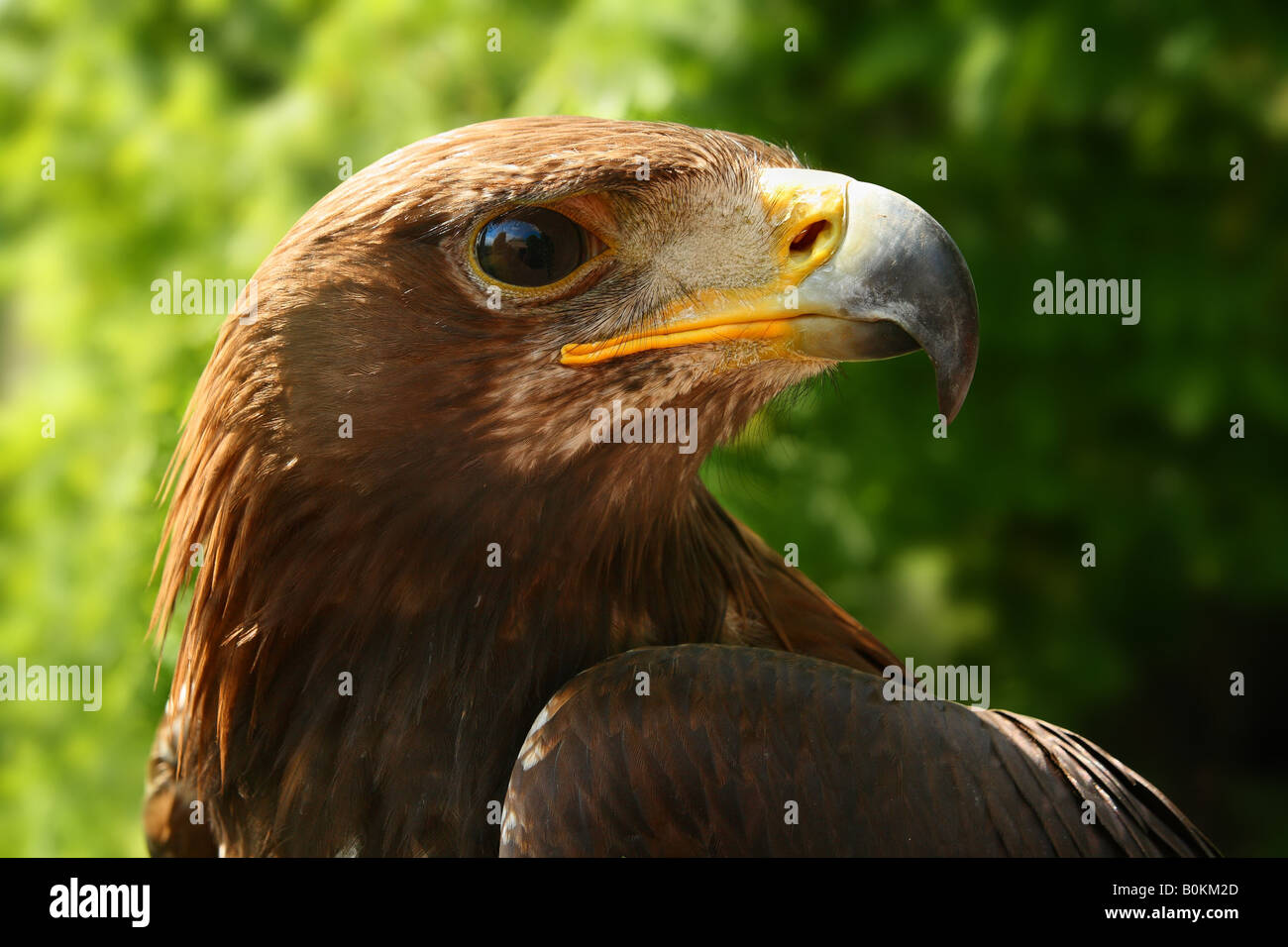 Golden eagle (Aquila chrysaetos), portrait Stock Photo - Alamy