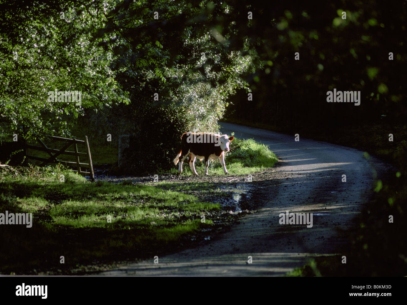 Cow in country lane at Kestle Cornwall England United Kingdom Stock ...