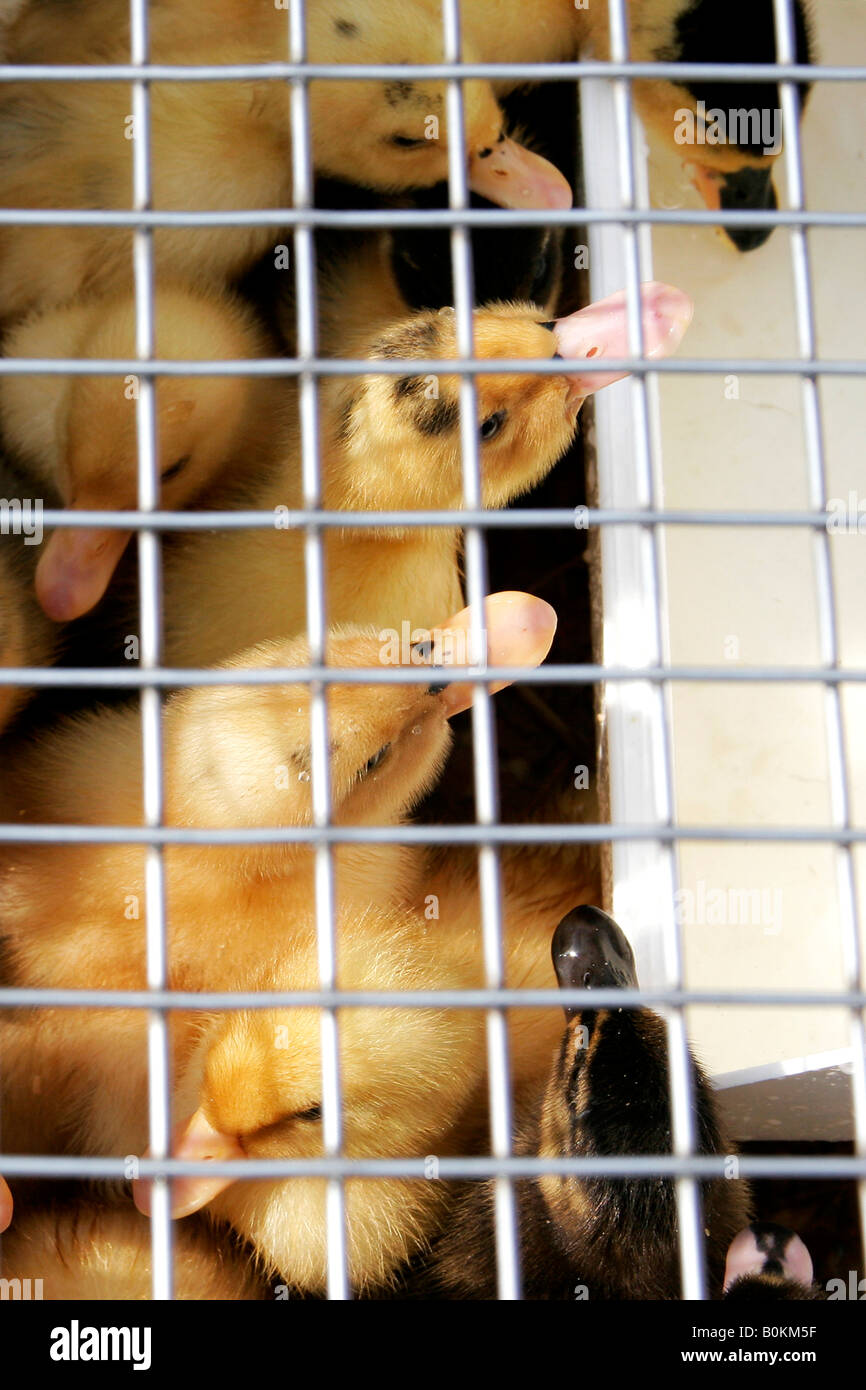 Chicken rearing hi-res stock photography and images - Alamy