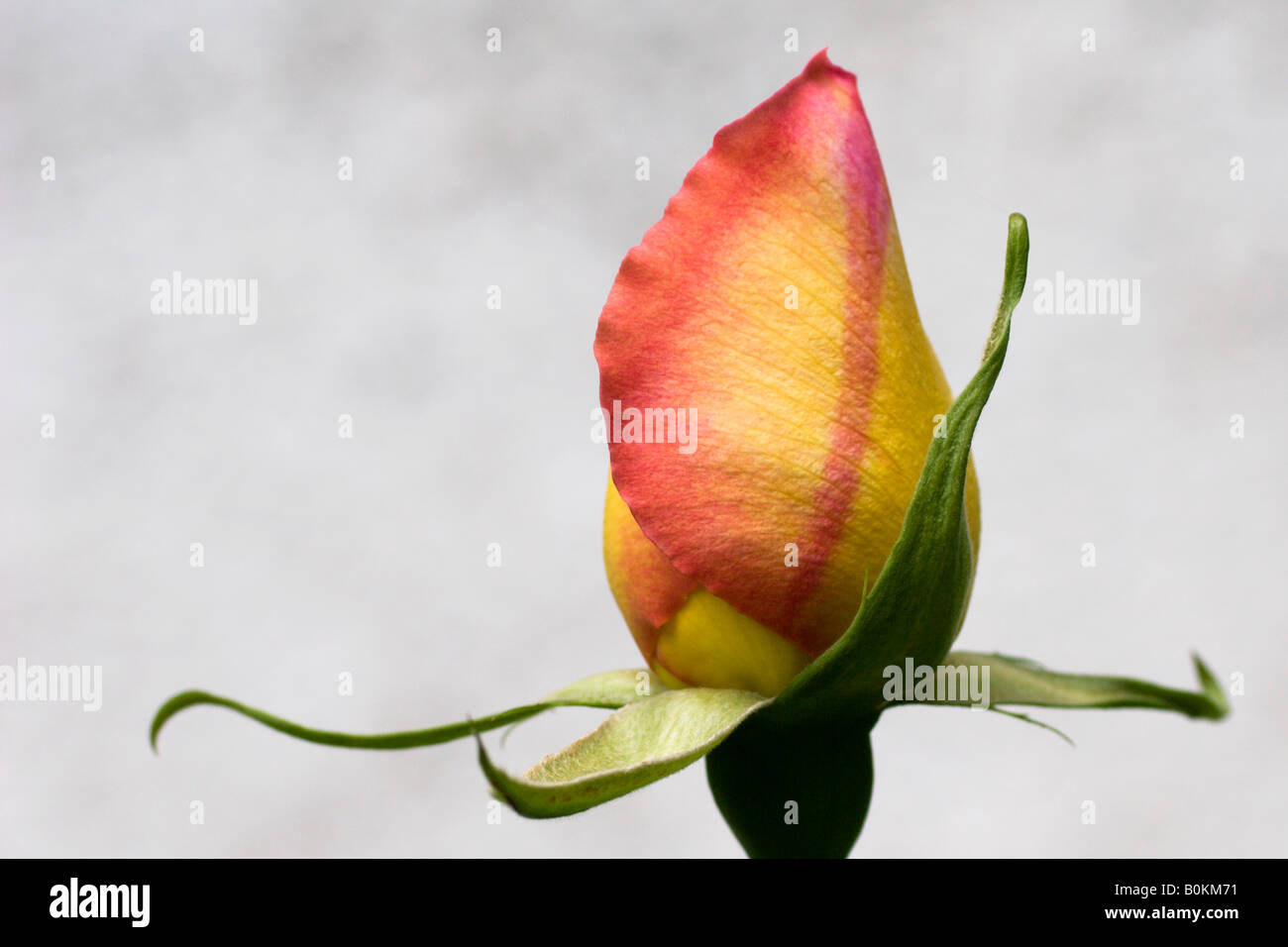 Dancing rose bud Stock Photo - Alamy