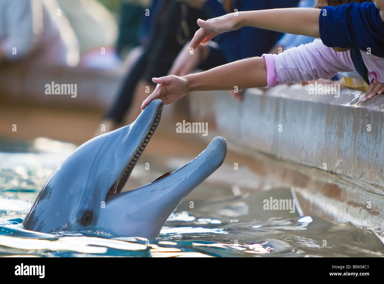 Children reaching out to touch a bottlenose dolphin Stock Photo - Alamy