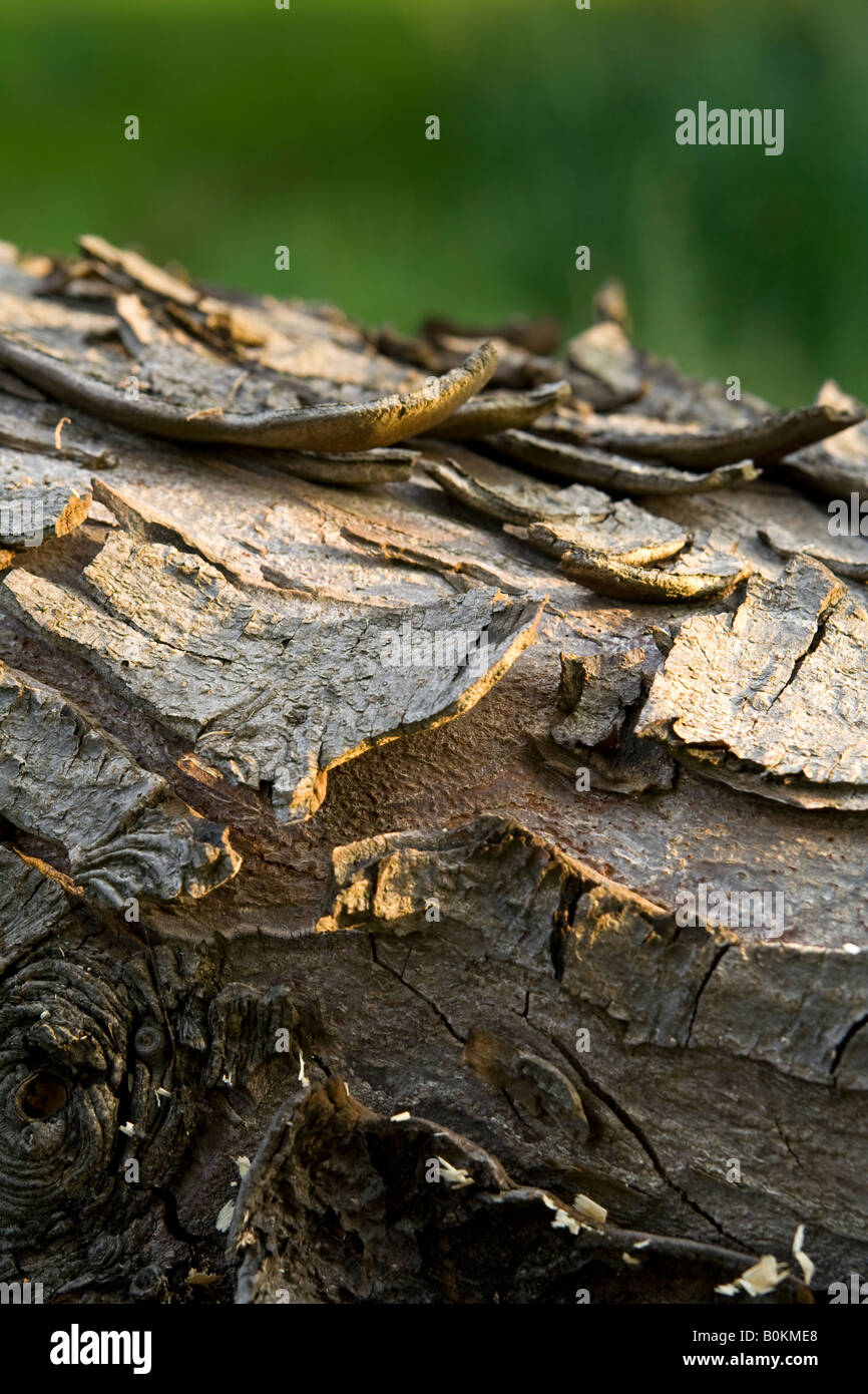 Chestnut tree bark hi-res stock photography and images - Alamy