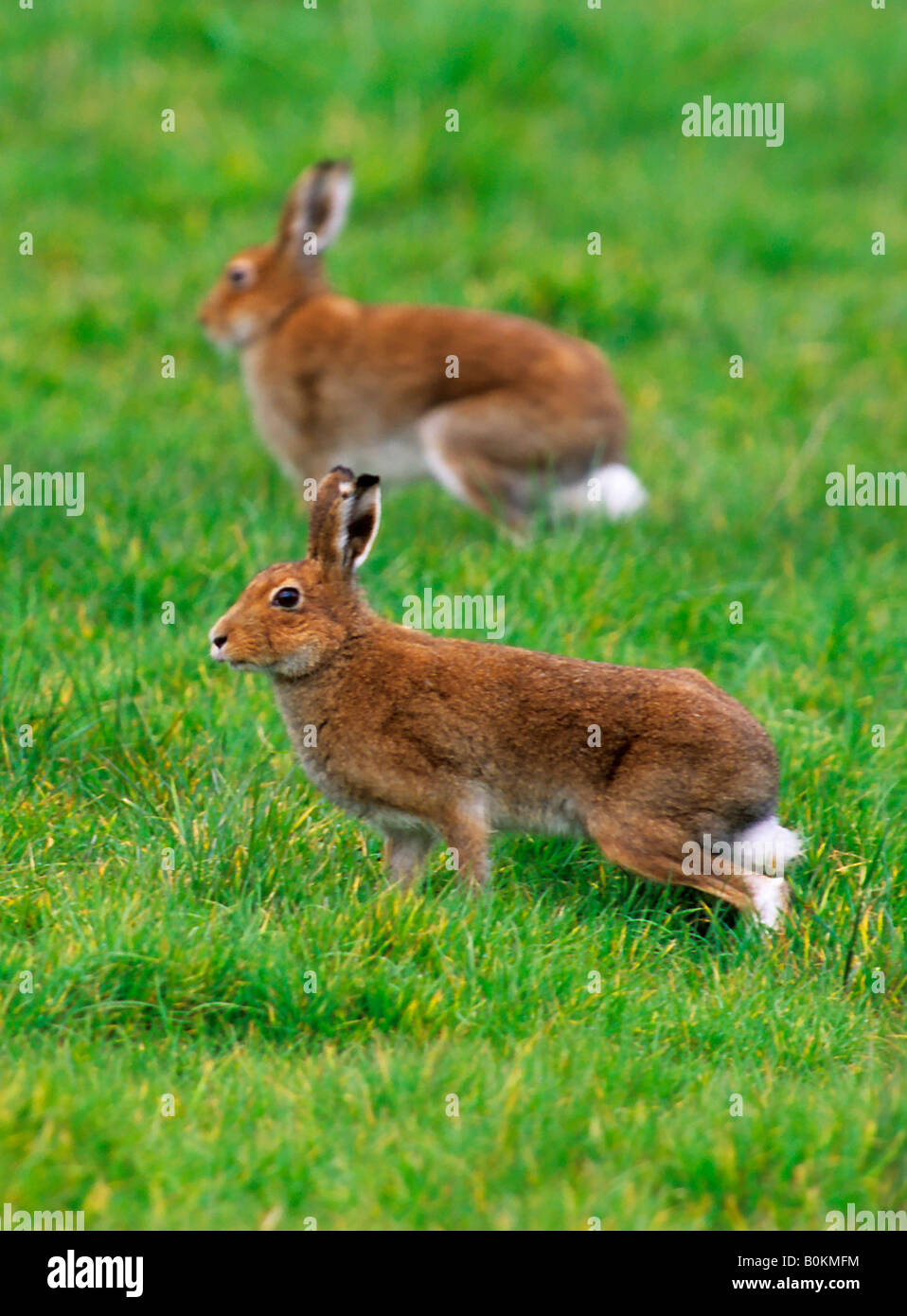 Pair of hares hi-res stock photography and images - Alamy