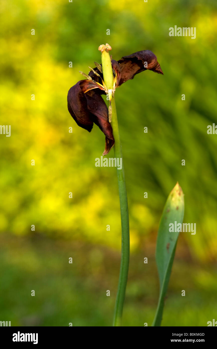 A dead tulip, UK Stock Photo - Alamy