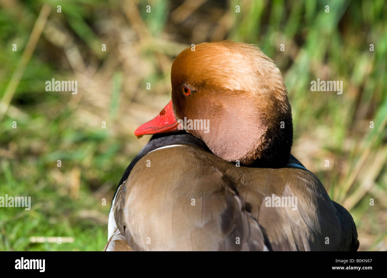 Red head duck hi-res stock photography and images - Alamy