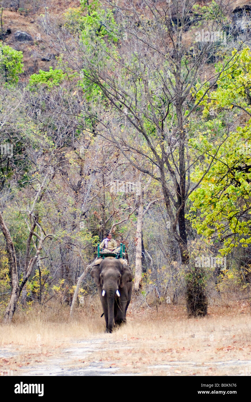 Elephant and Mahoot emerge from Sal Forest Stock Photo - Alamy