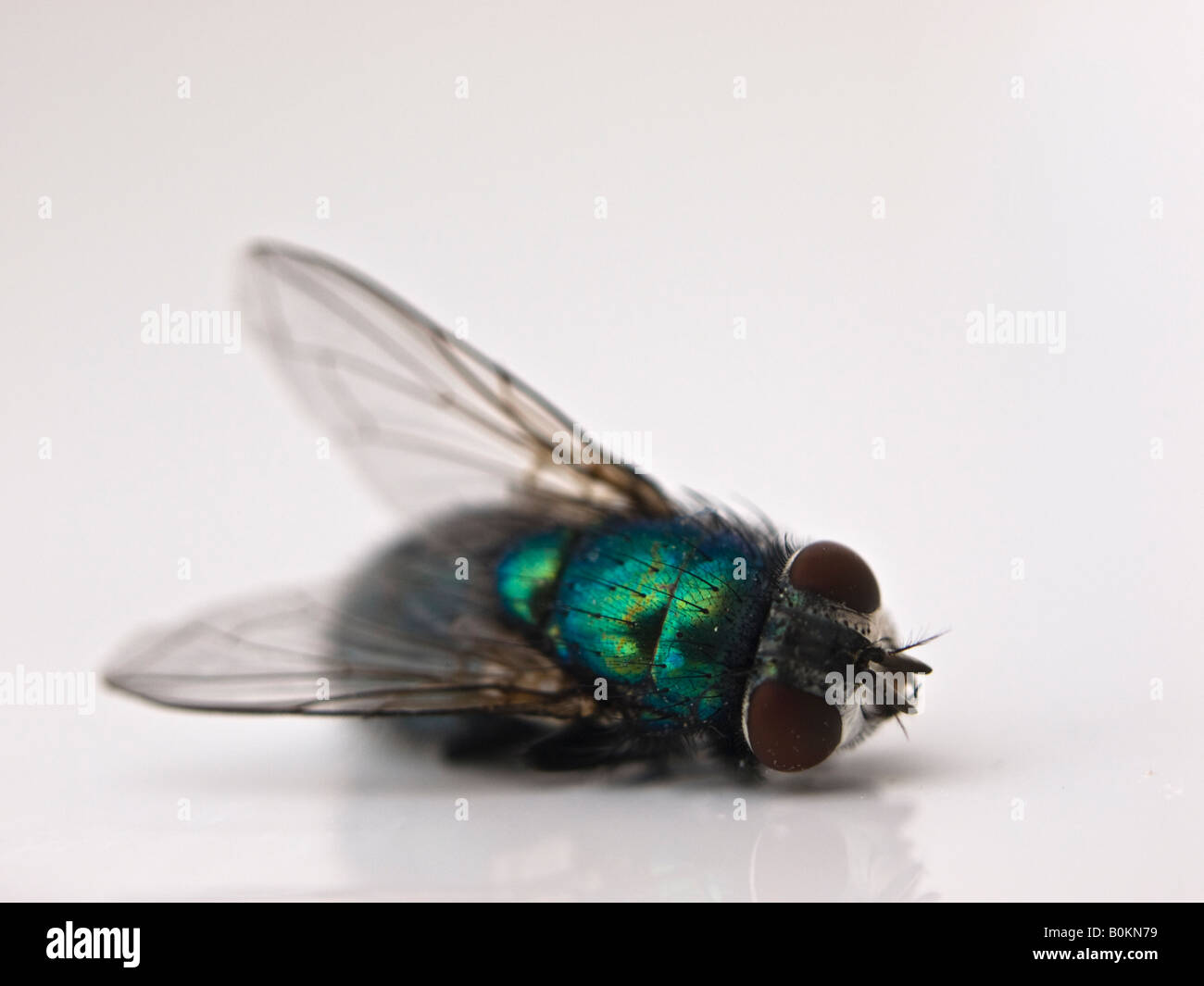Deceased Greenbottle Lucilia caesar Diptera on white surface Stock ...