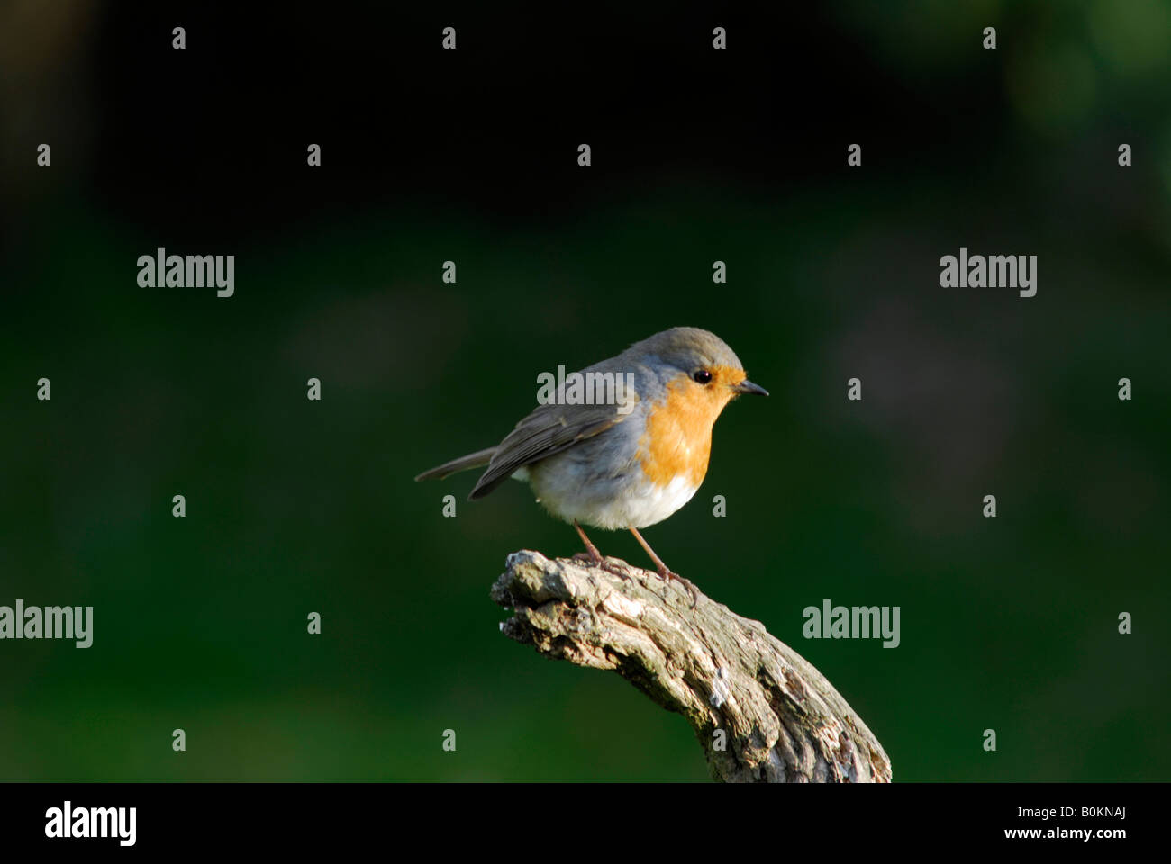 Robin look hi-res stock photography and images - Alamy