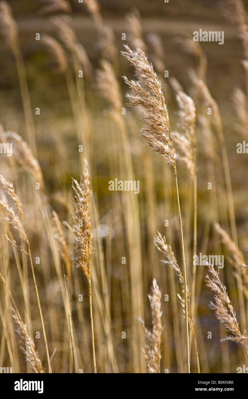 Close up on reed Shallow dof Stock Photo - Alamy