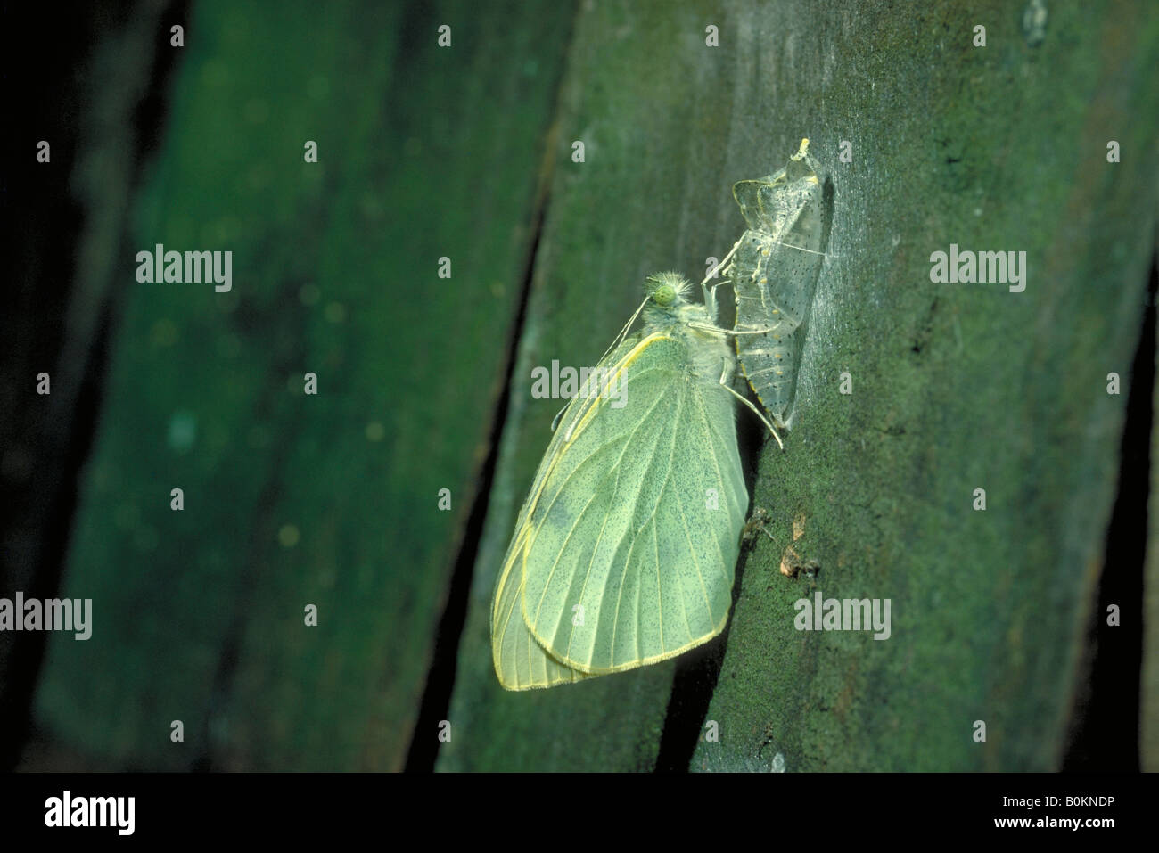 Large Cabbage White Butterfly (Pieris brassicae) newly emerged from ...