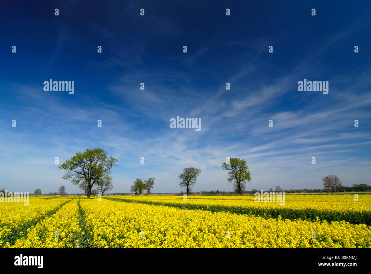 A typical landscape in northern Germany, the rapeseed fields, here a ...