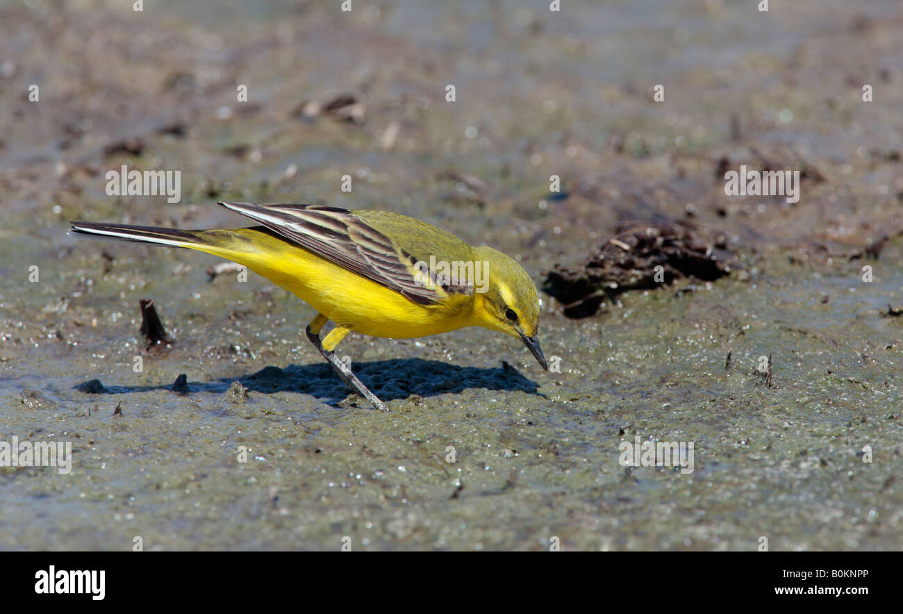 Yellow wagtail Motacilla flava collecting nesting material looking ...