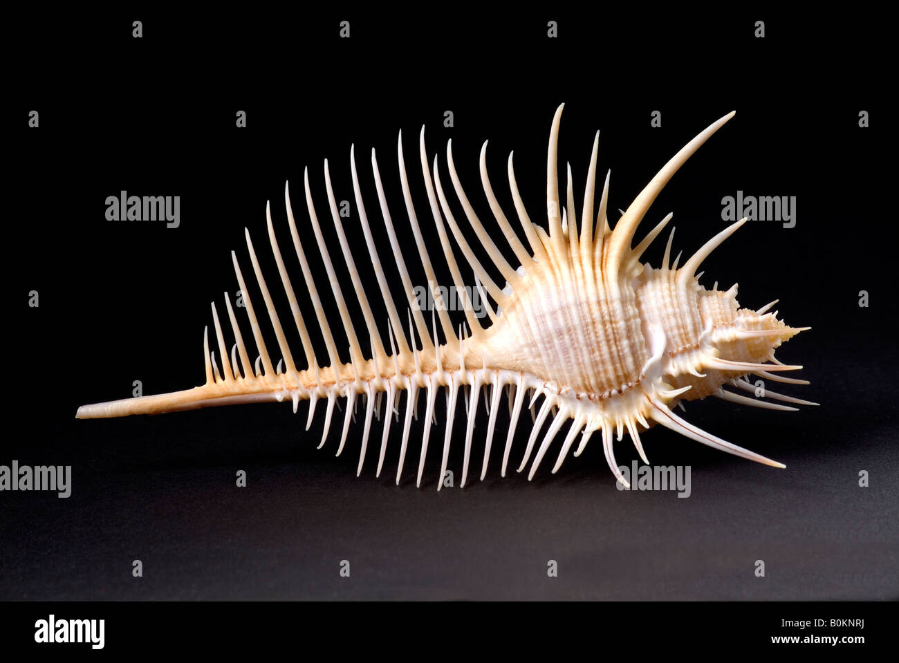 spiky sea shell Stock Photo - Alamy