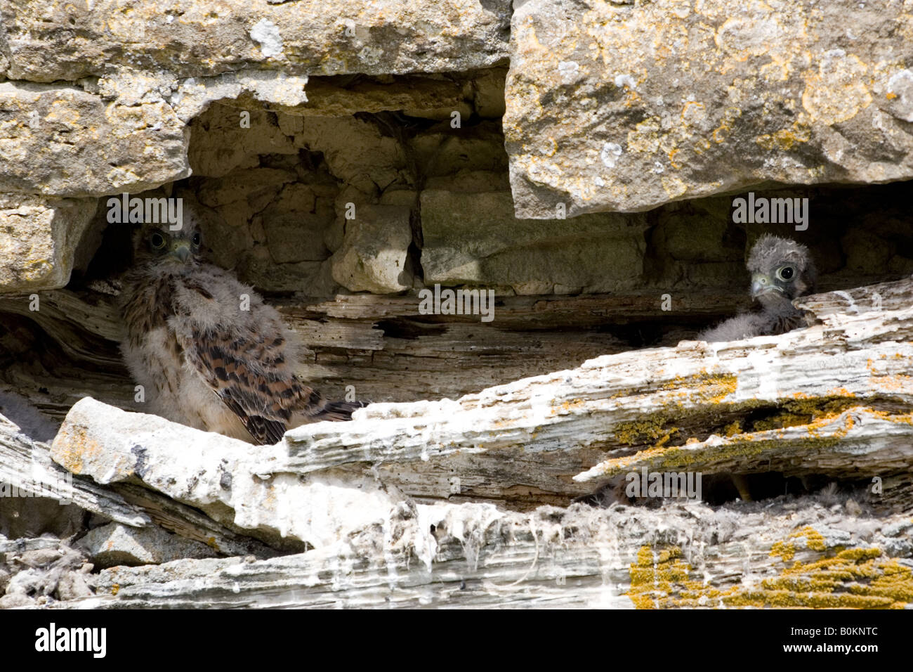 Baby buzzards in barn Asthall The Cotswolds Oxfordshire England United ...