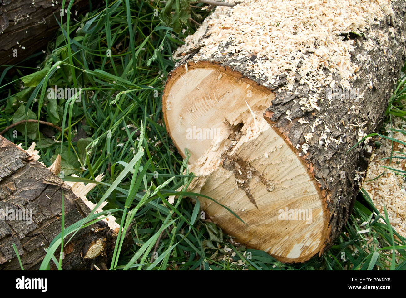 Diseased horse chestnut tree wood (Aesculus hippocastranum), Essex, UK ...
