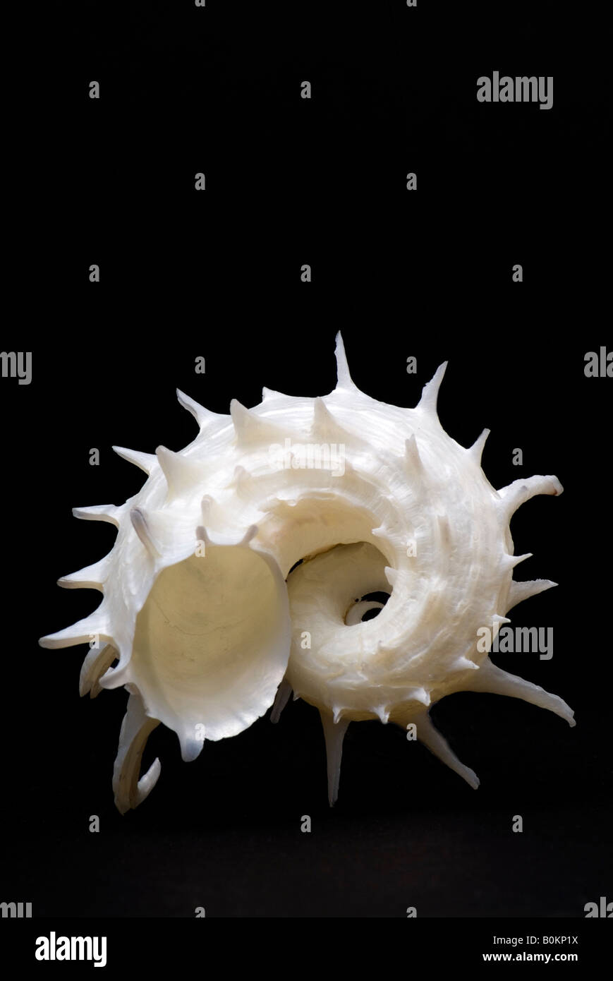 Spiky sea shell hi-res stock photography and images - Alamy