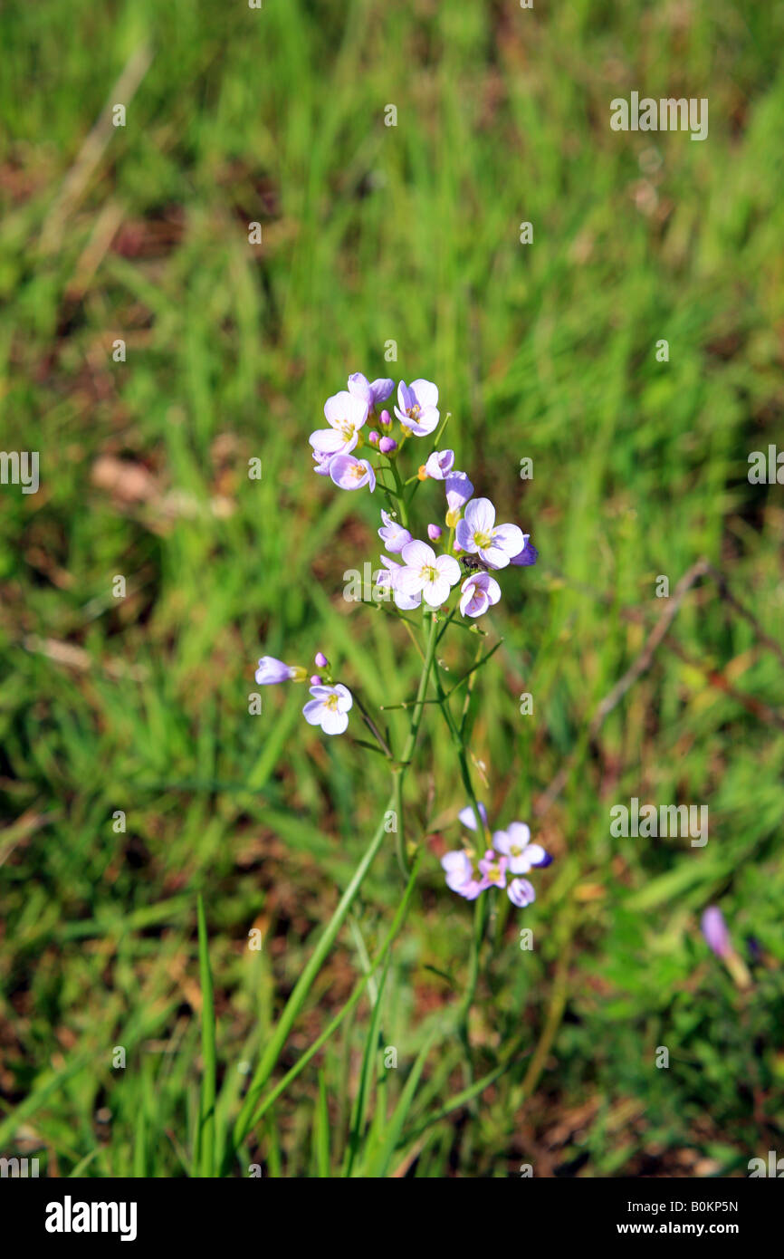 cruciferous flowering plant growing in a field in Brabourne Lees ...