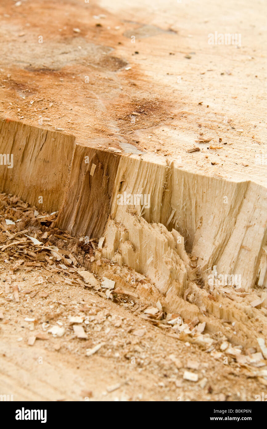 A section through a ^sawn tree trunk, UK Stock Photo - Alamy