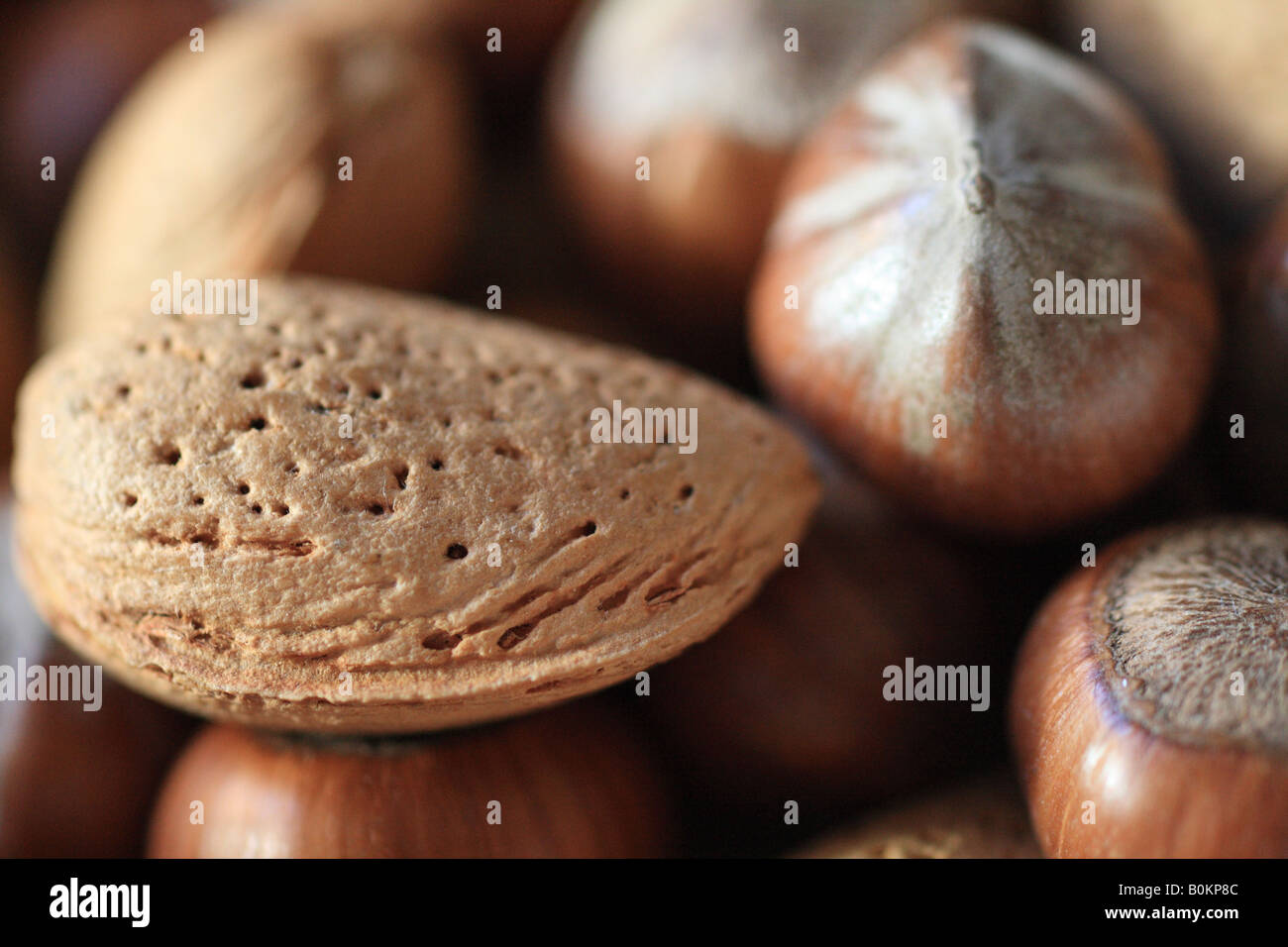 Almond and hazel hut macro close up shot Stock Photo - Alamy