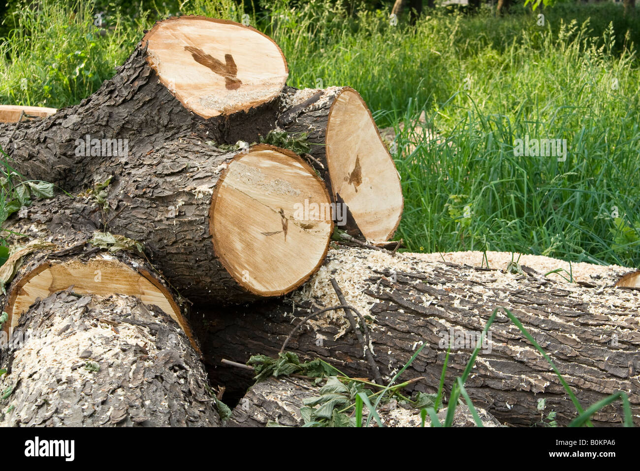 Horse Chestnut Canker High Resolution Stock Photography and Images - Alamy