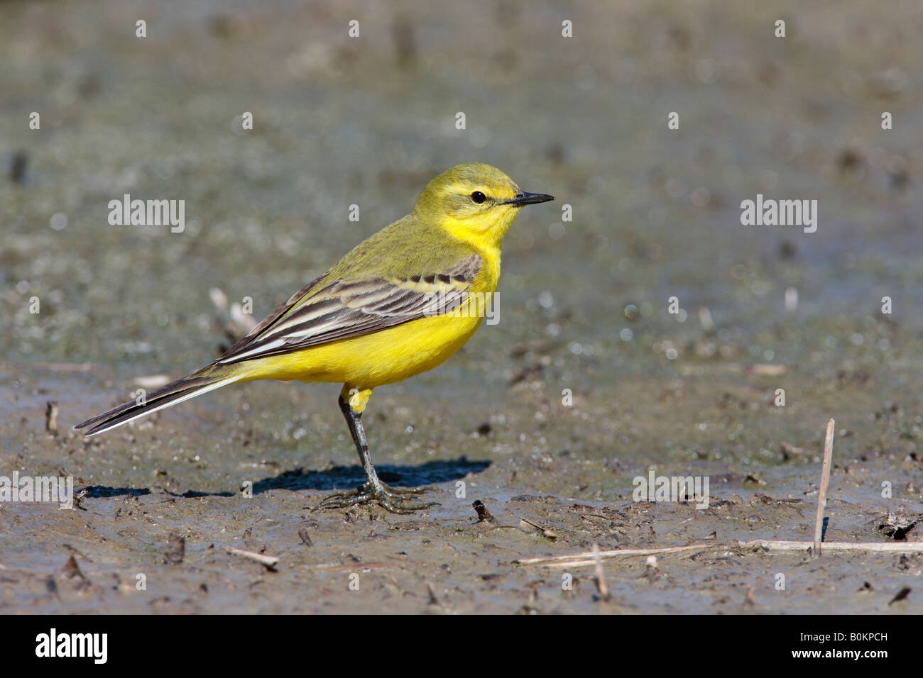 Motacilla flava flava hi-res stock photography and images - Alamy