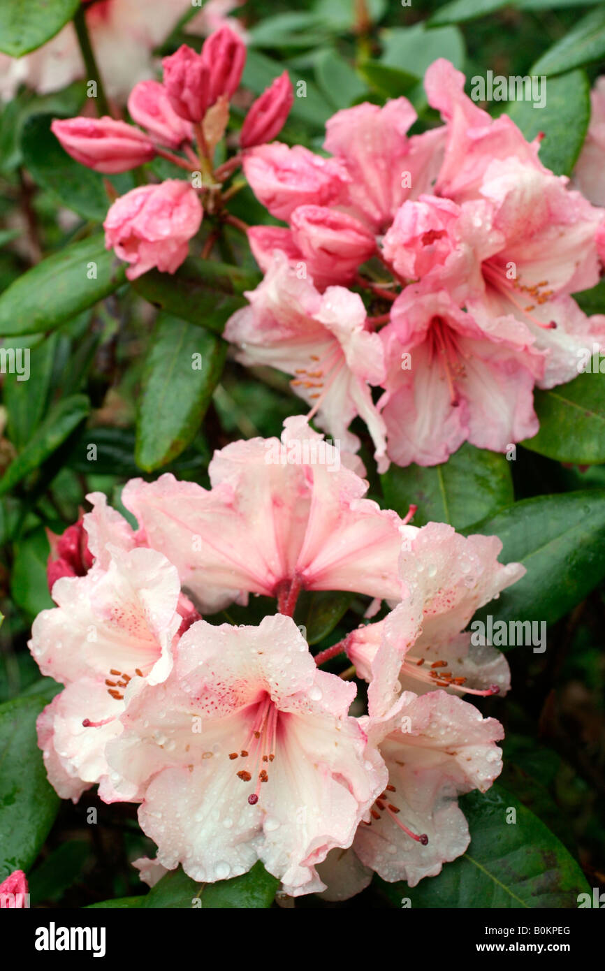 RHODODENDRON VIRGINIA RICHARDS Stock Photo - Alamy