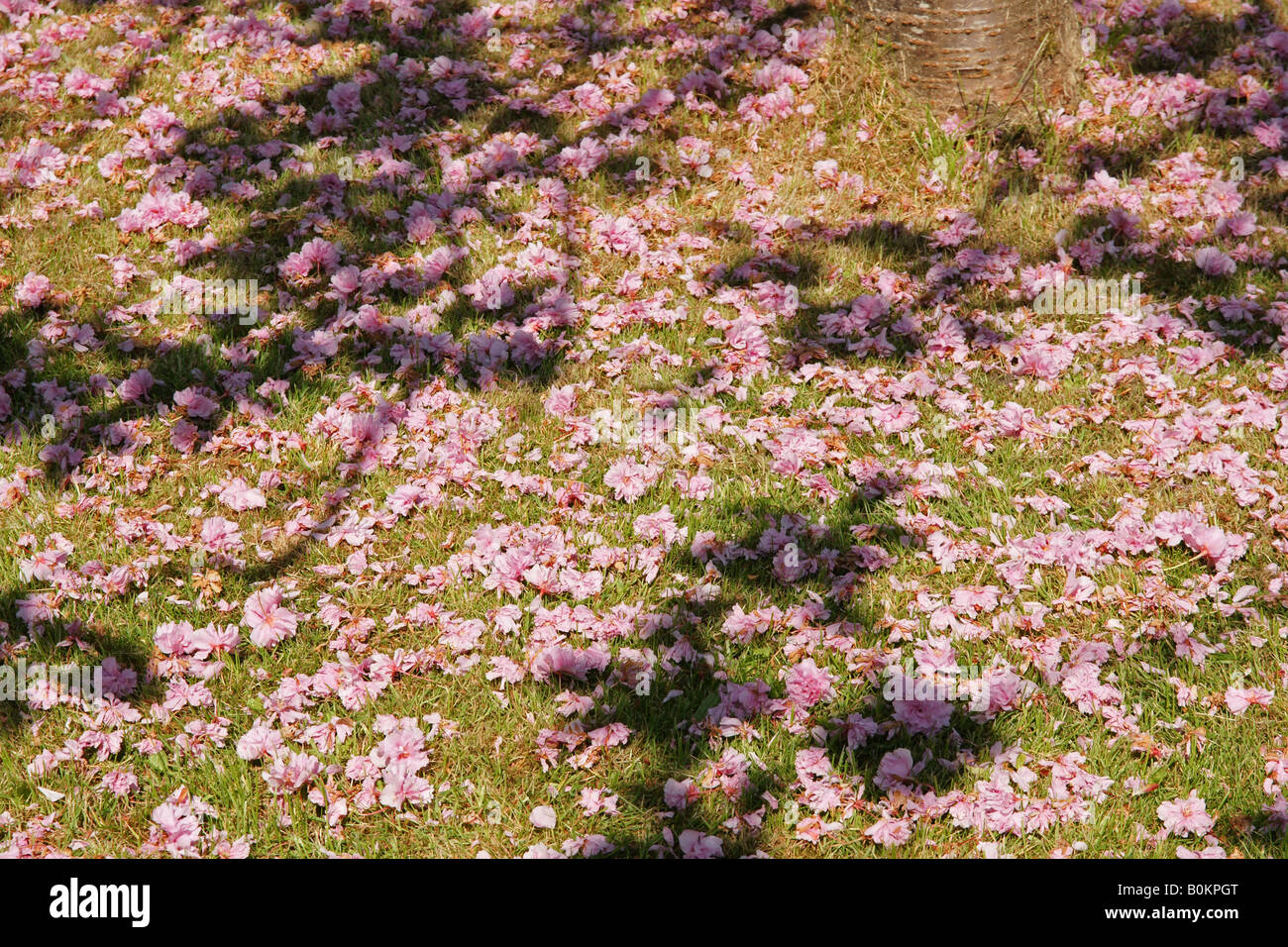 Slaughterford Wiltshire England Stock Photo - Alamy