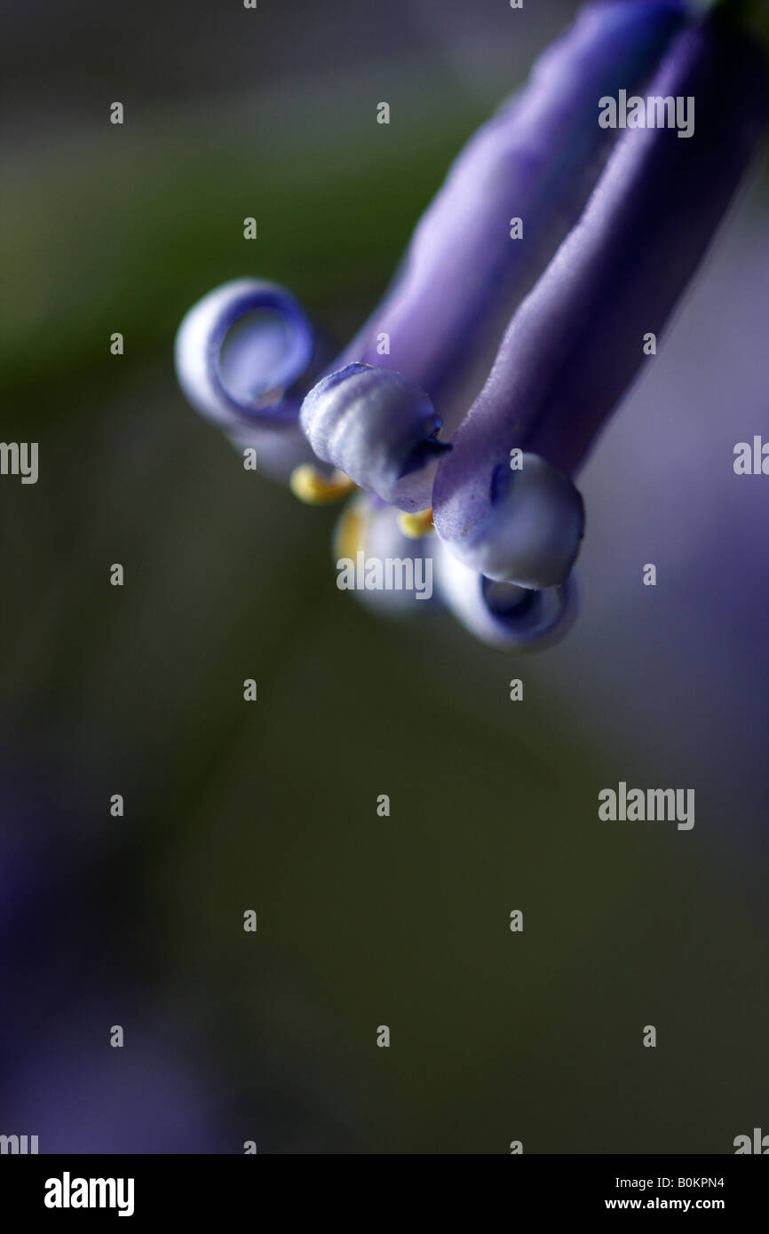 Single english bluebell flower blue hi-res stock photography and images ...