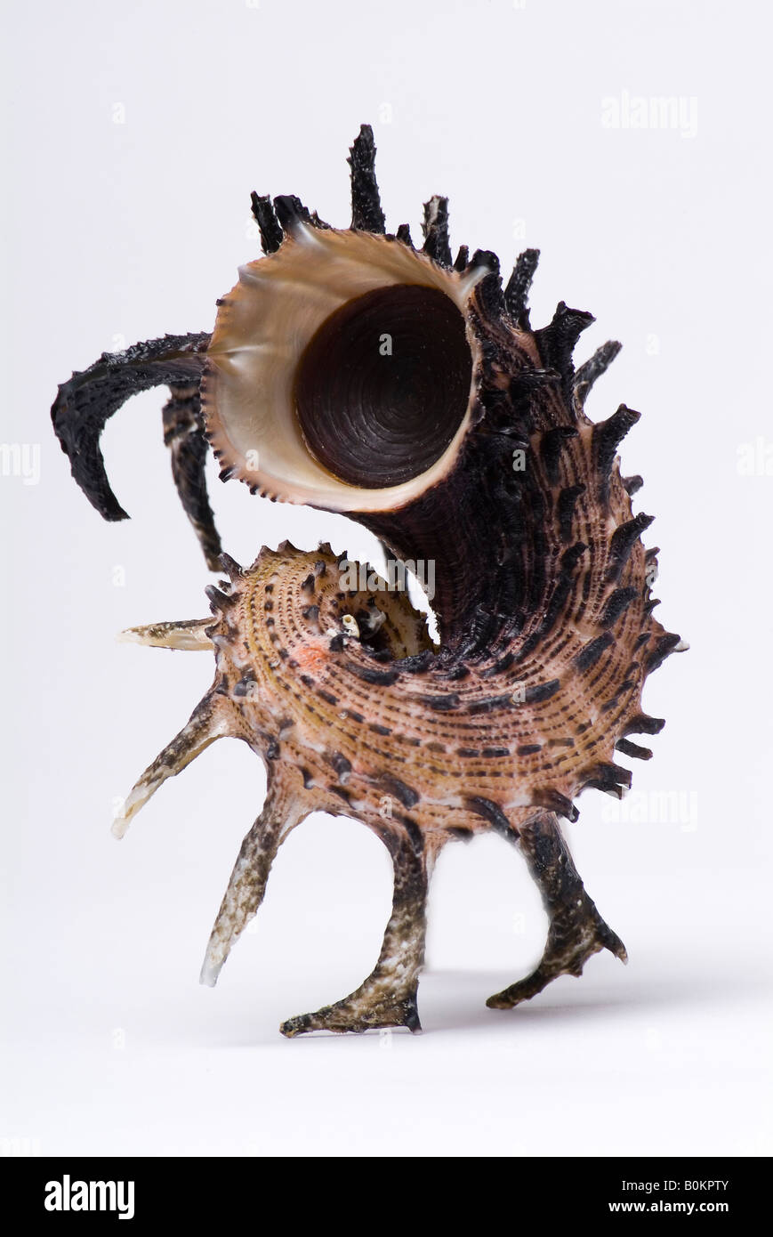 Spiky Sea Shell Stock Photos & Spiky Sea Shell Stock Images - Alamy