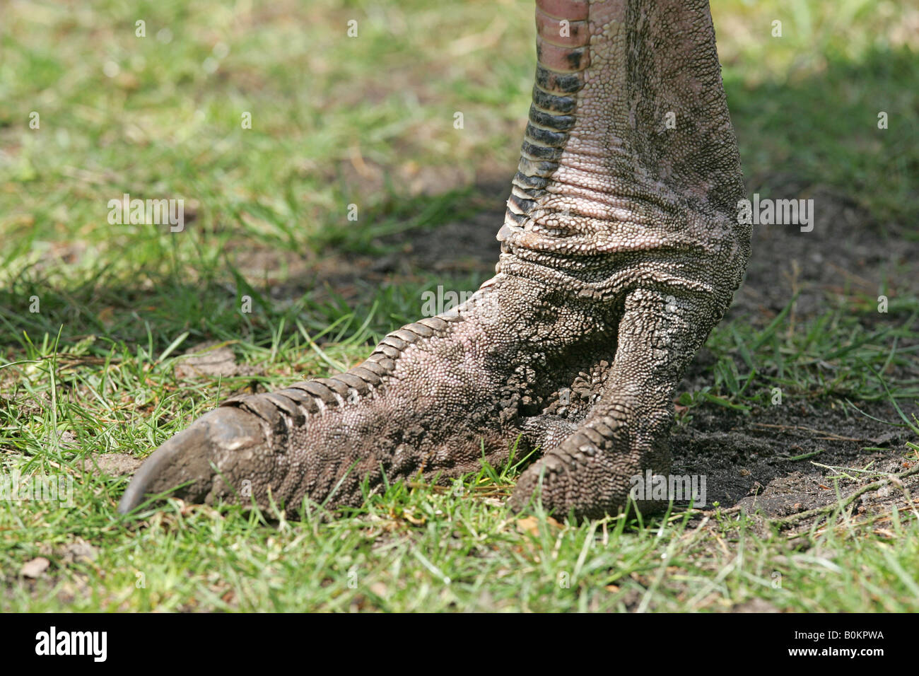 Ostrich foot hi-res stock photography and images - Alamy