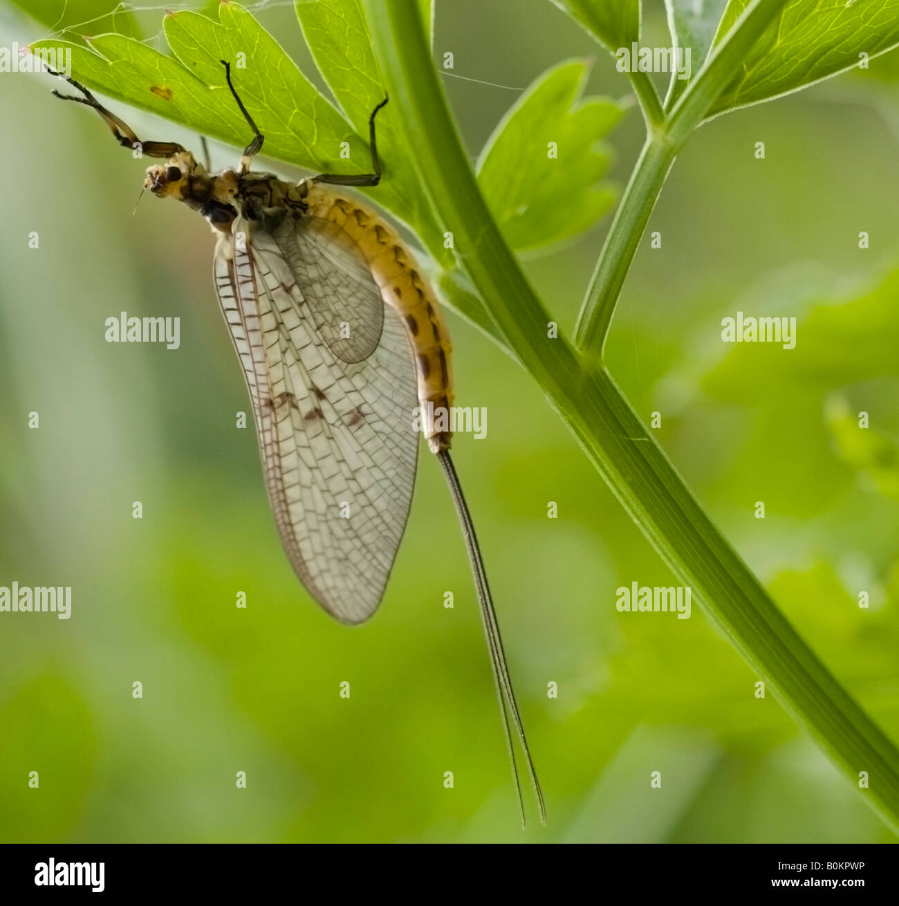 Mayfly Ephemera danica Ephemeridae Stock Photo - Alamy