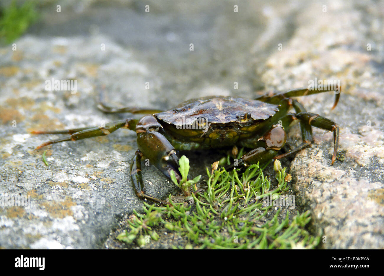 Common Shore Crab Stock Photo - Alamy