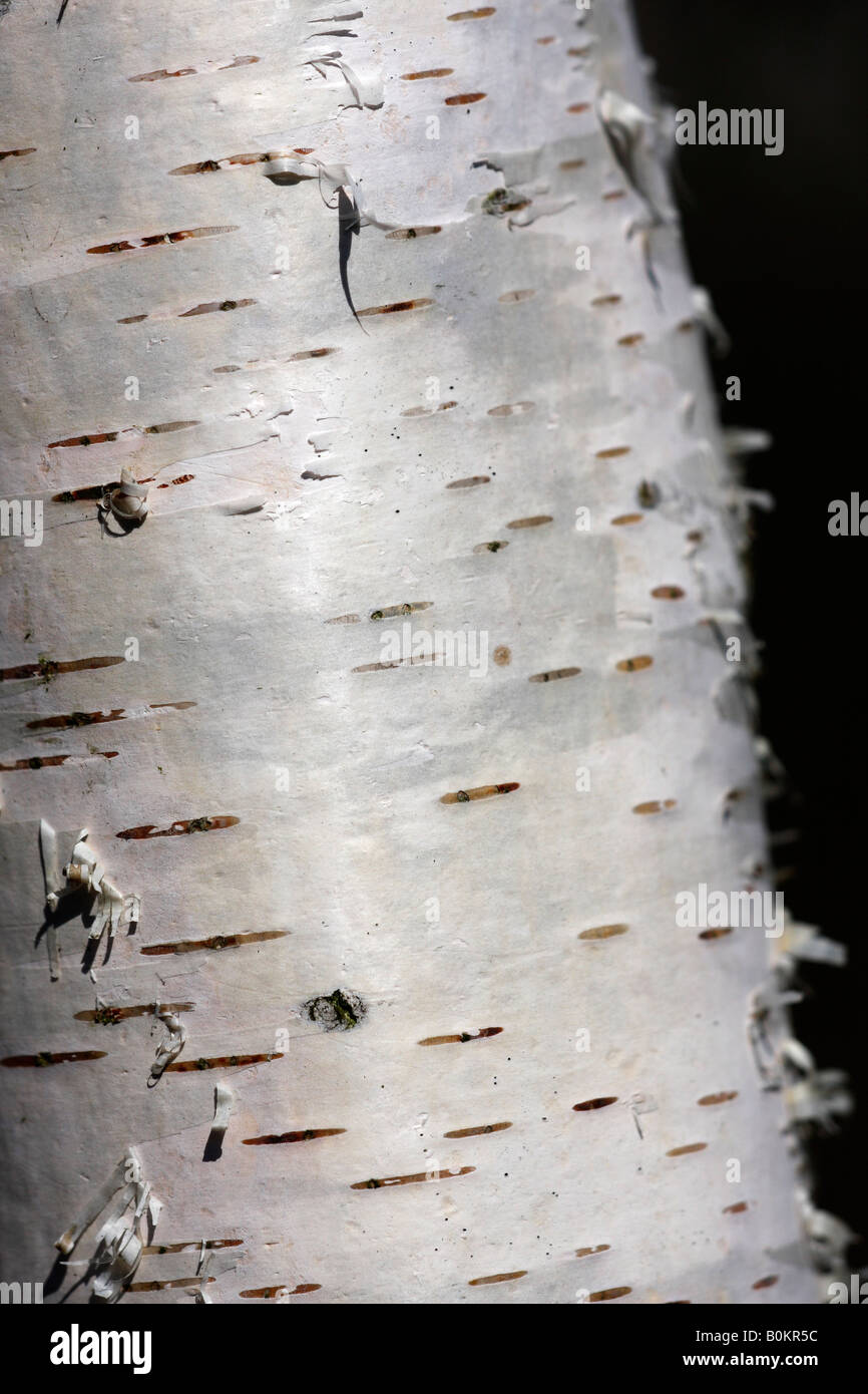 [Silver Birch] [Betula pendula], "close up" [tree bark] detail, England ...