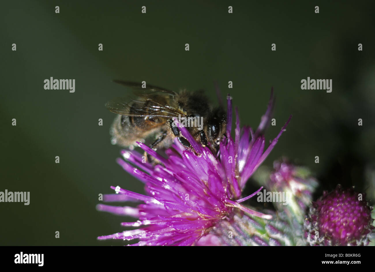 Irish bees hi-res stock photography and images - Alamy