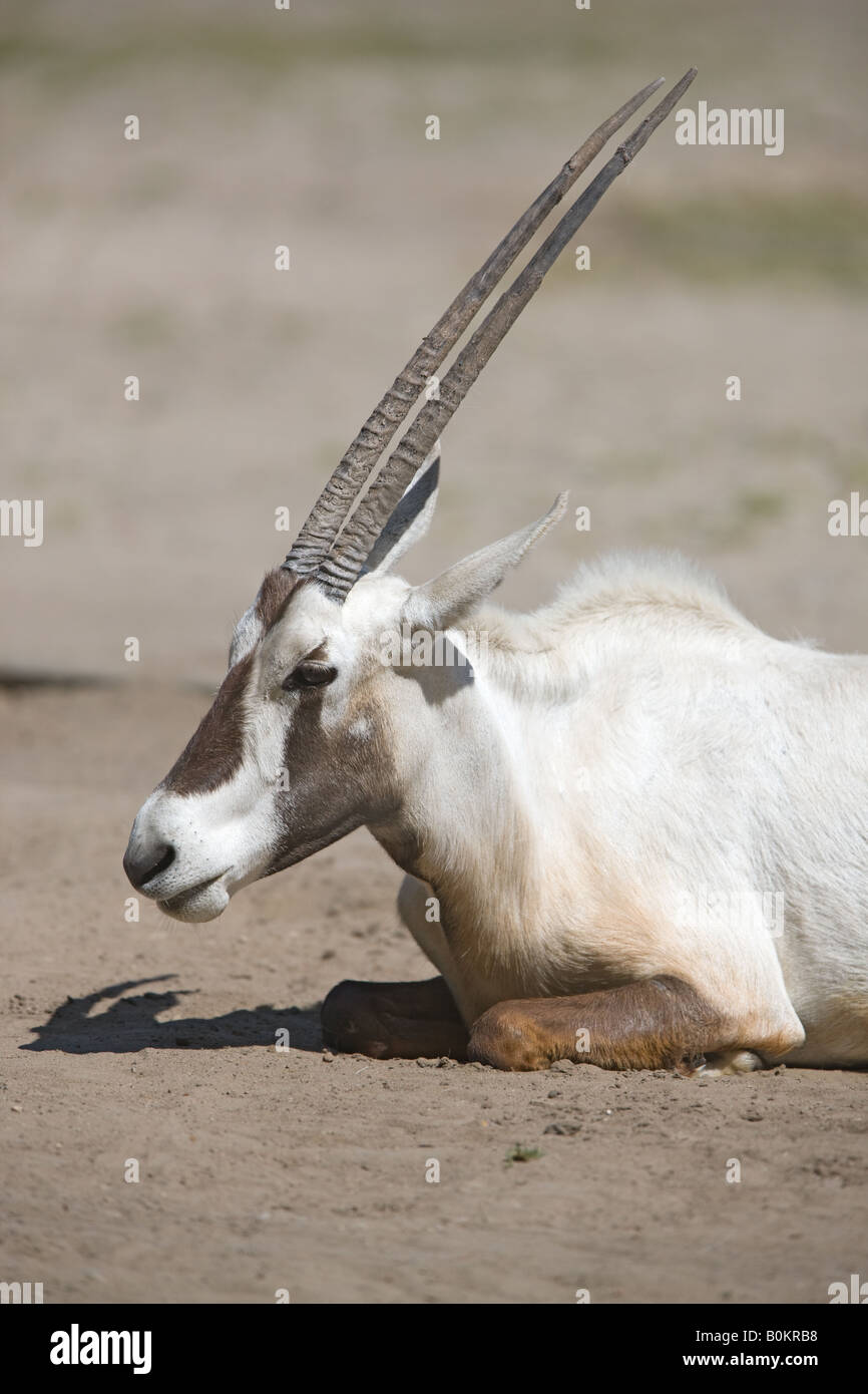 Arabian oryx hi-res stock photography and images - Alamy