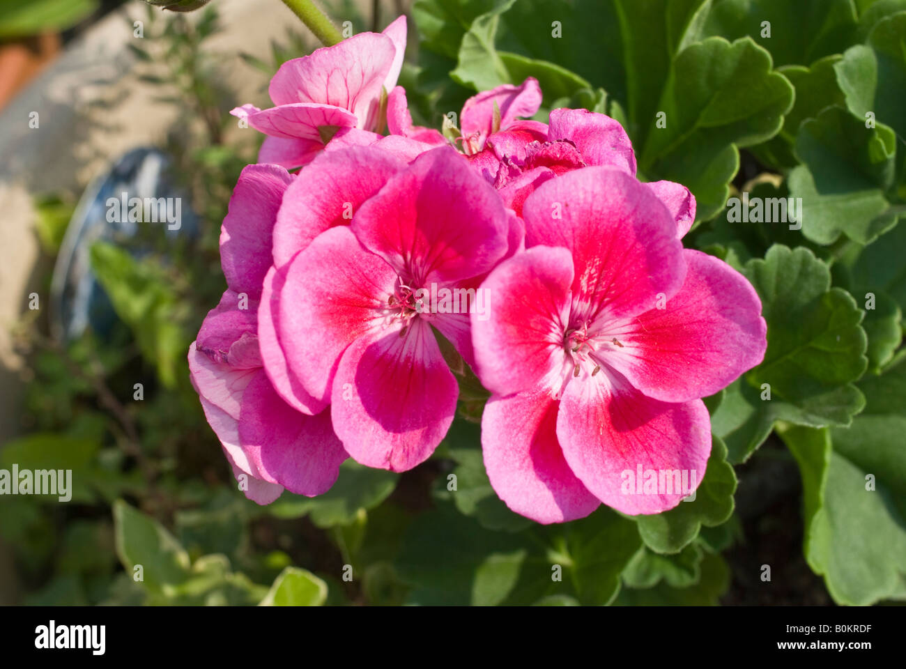 Pelargonium flower fairy hi-res stock photography and images - Alamy
