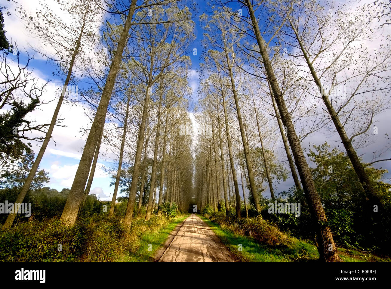 Umberslade an avenue of poplar trees road lane Stock Photo - Alamy