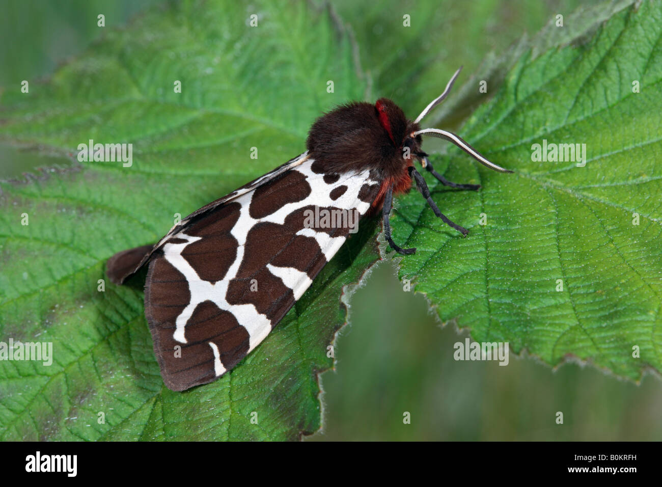 Garden Tiger Arctia caja moth at rest on leaf Potton Bedfordshire Stock ...