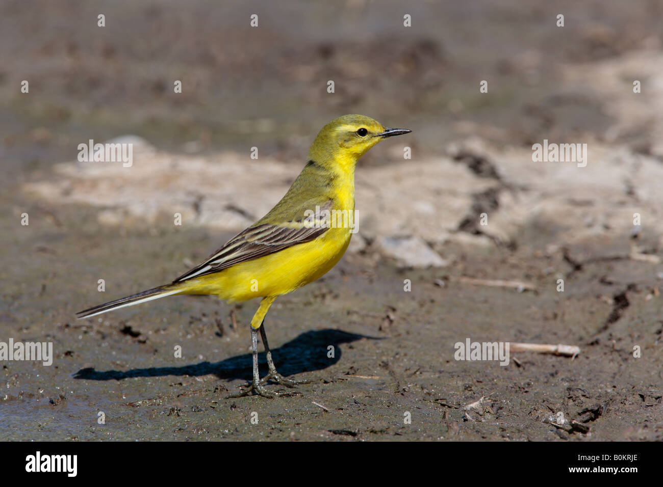 Yellow wagtail Motacilla flava collecting nesting material looking ...