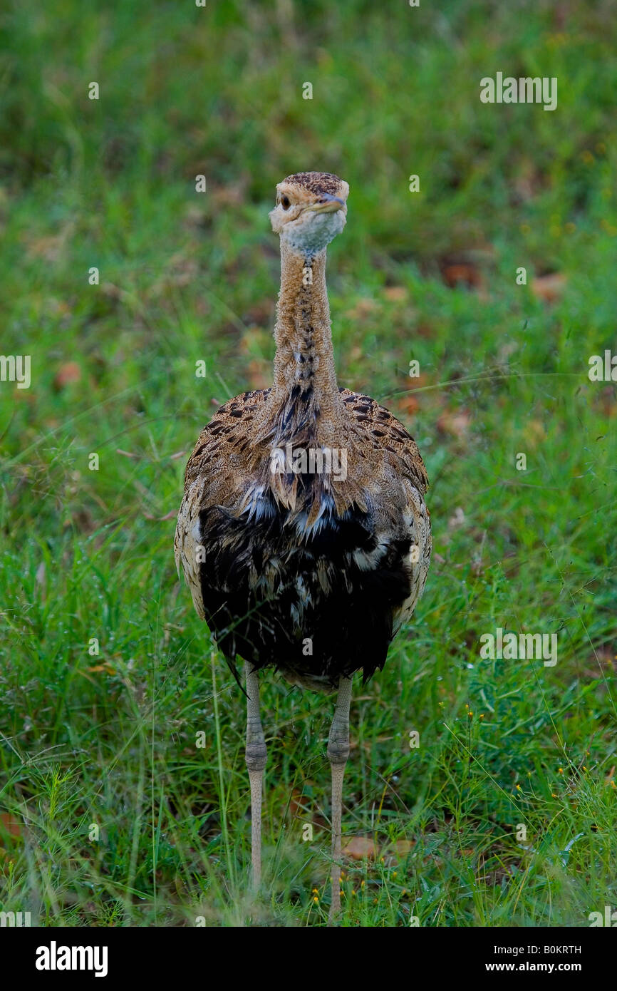 BLACK BELLIED BUSTARD Eupodotis, melanogaster Stock Photo - Alamy