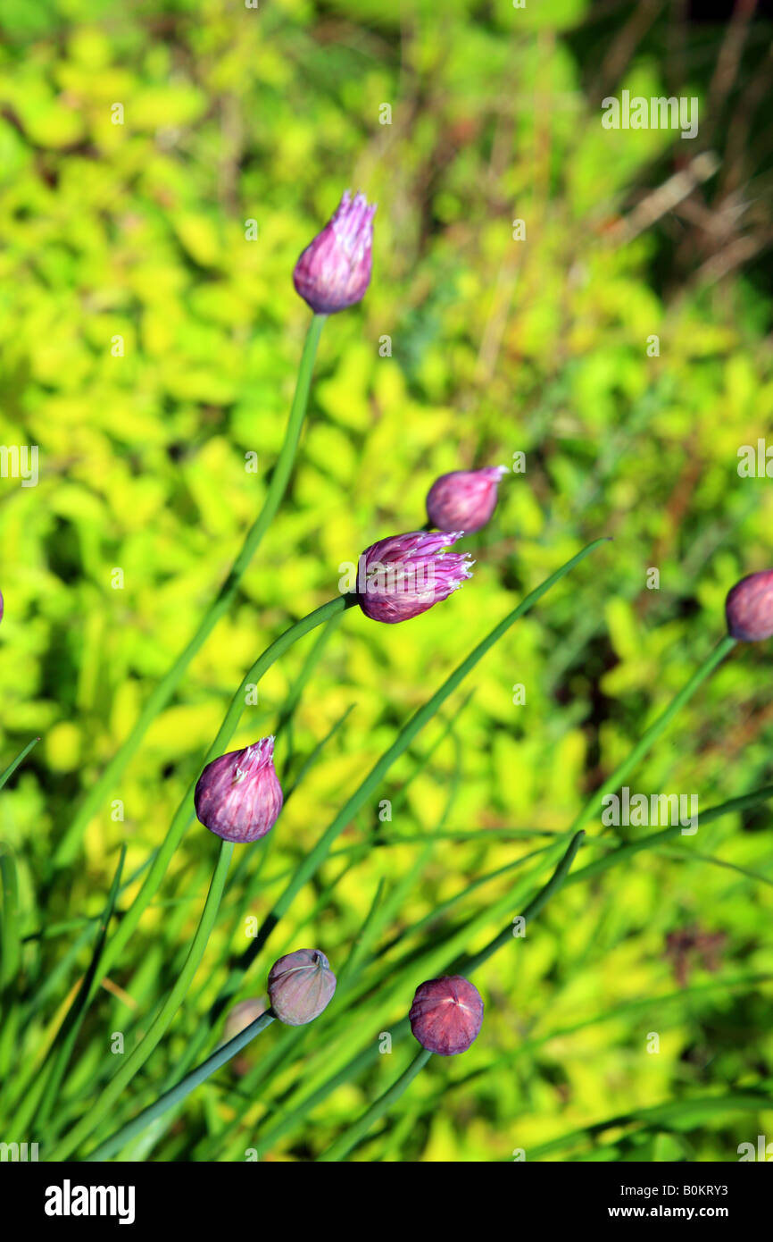 British chives hi-res stock photography and images - Alamy