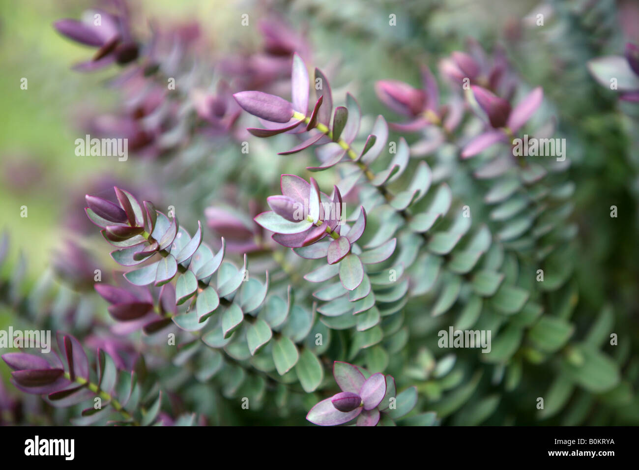 two tone coloured leaf Stock Photo - Alamy