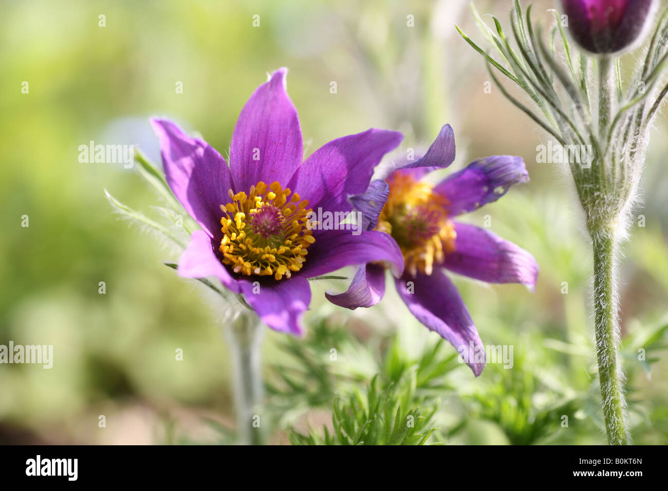 Pasqueflower pasque flower pulsatilla Cut Out Stock Images & Pictures ...