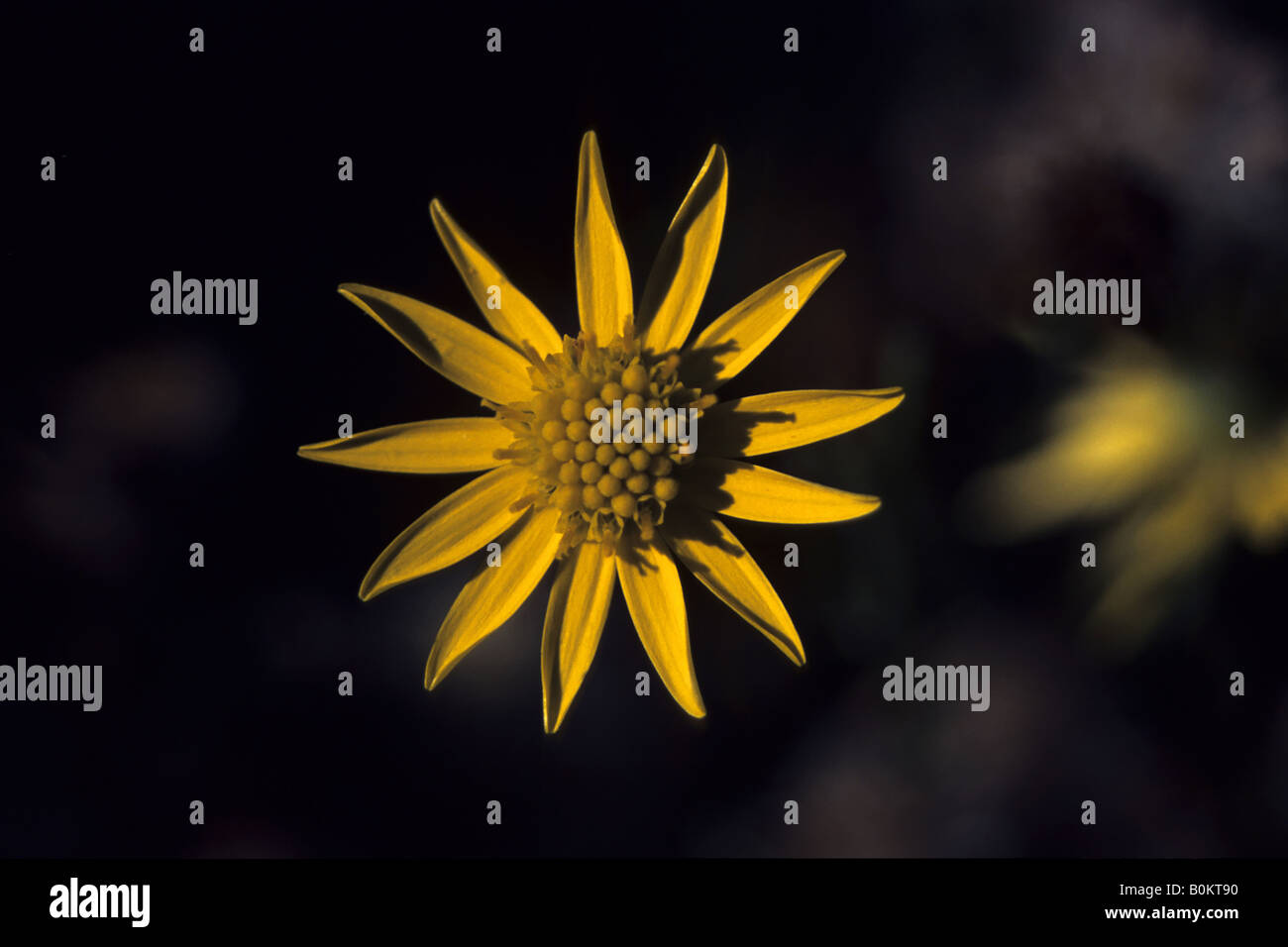 Flower ragwort yellow seed hi-res stock photography and images - Alamy