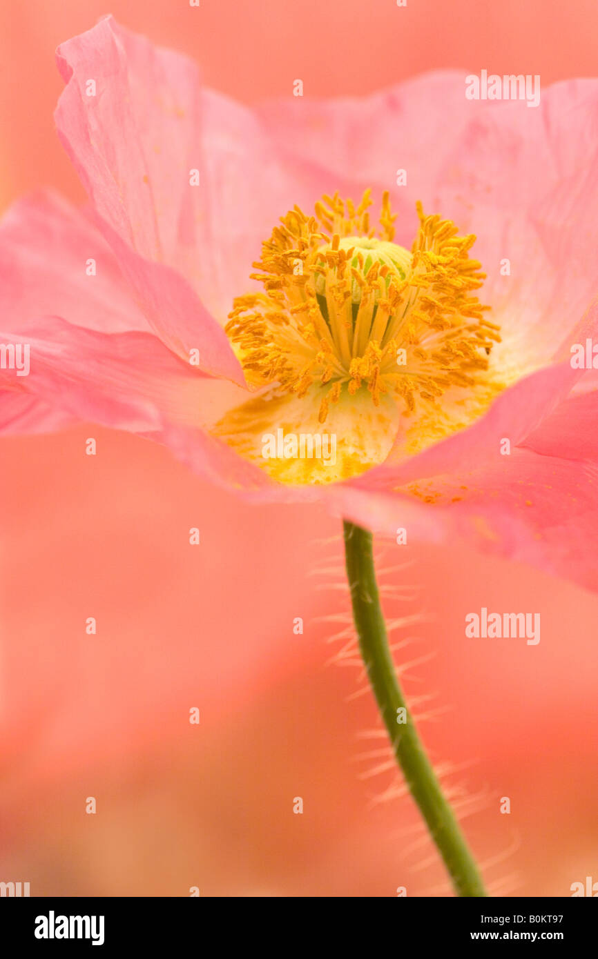 Pink Iceland poppy with soft pink background Stock Photo - Alamy